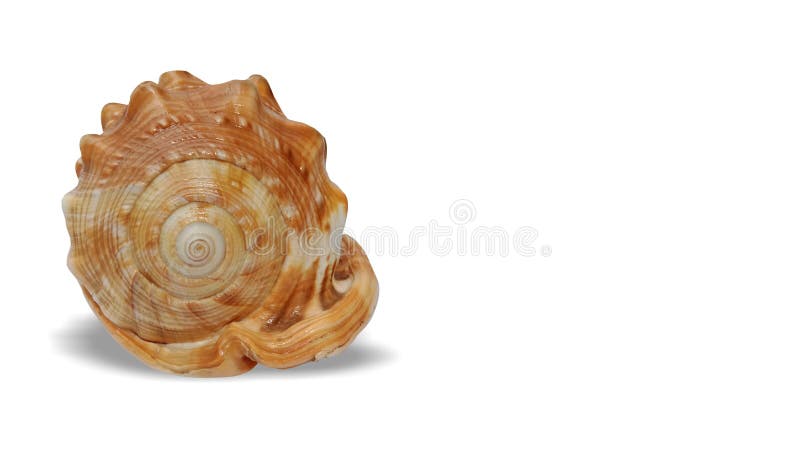 Sea Shell Front and Back with White Background Wallpaper, Stock Image ...