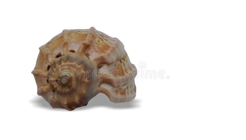 Sea Shell with White Background Wallpaper, Stock Image - Image of ...