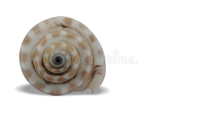 Sea Shell Front and Back with White Background Wallpaper, Stock Photo ...