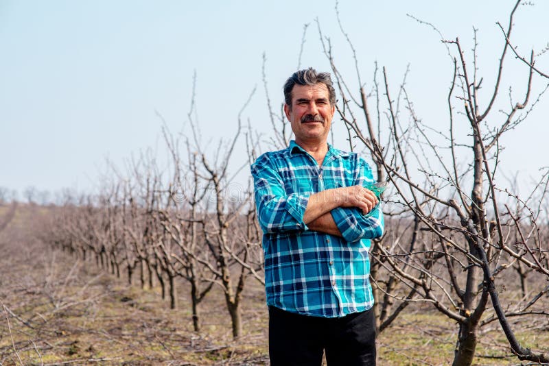A Front View of Senior Farmer Standing in Orchard. Senior Farmer ...