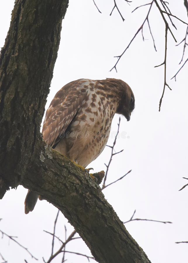 751 Front View Hawk Head Stock Photos - Free & Royalty-Free Stock ...