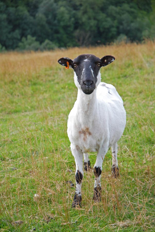 Front View of a Shaved Sheep Stock Image - Image of grass, face: 26258599