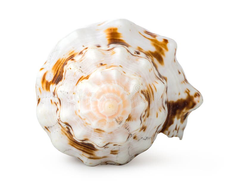 326 Spiral Shell Front View White Stock Photos - Free & Royalty-Free ...