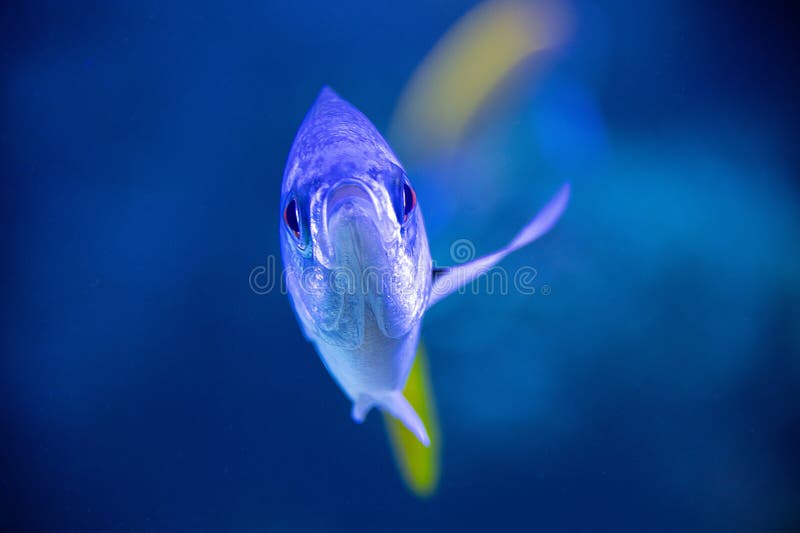Front View Silver Fish Swimming Blue Water Stock Photos - Free ...