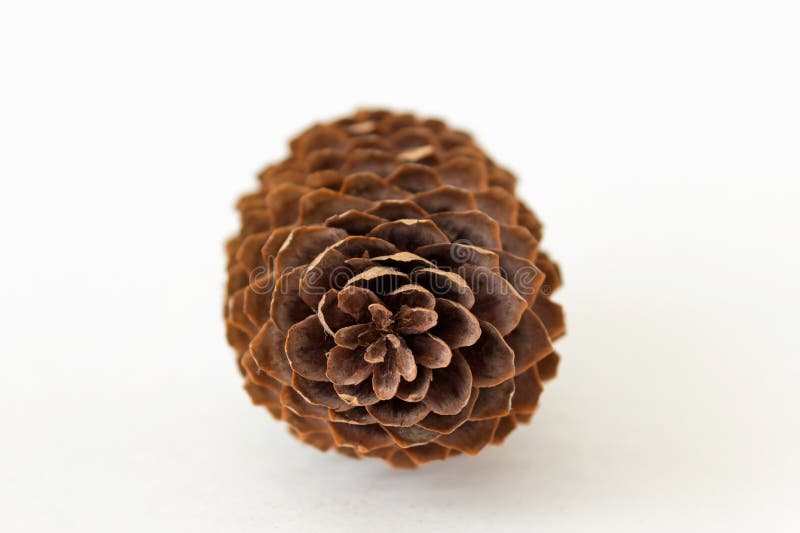 Front View of Single Big Pine Cone Stock Photo - Image of decorative ...