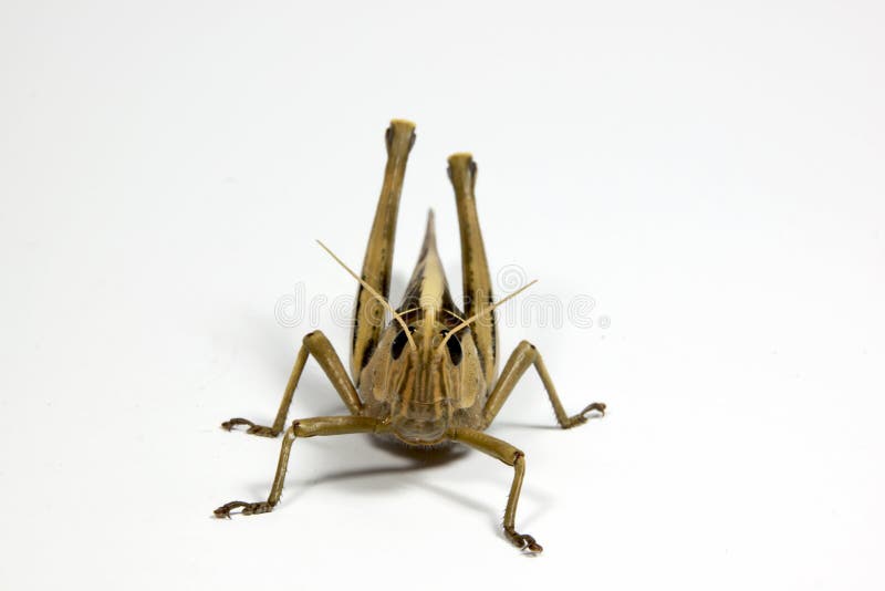 566 Grasshopper Front View Photos - Free & Royalty-Free Stock Photos ...