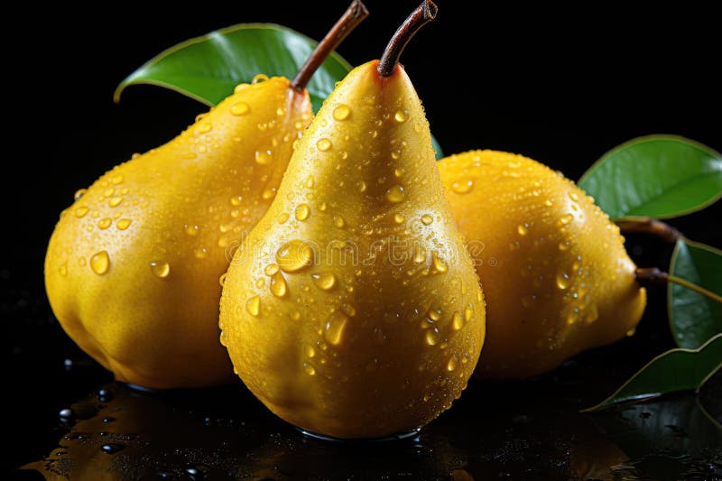Front View of a Single Mature Yellow with Red Pears on a Black ...