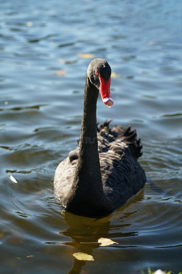 Front View of Single Swimming Black Swan. Stock Image - Image of bird ...