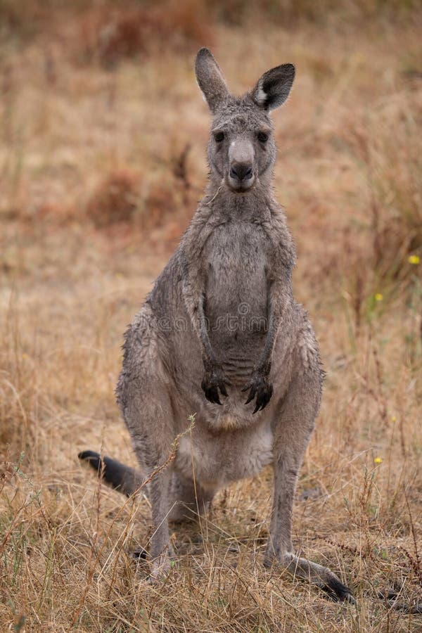 Kangaroo Sitting Road Stock Photos - Free & Royalty-Free Stock Photos ...