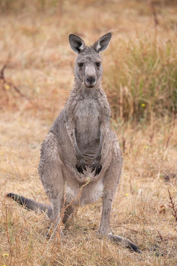 Kangaroo Sitting Road Stock Photos - Free & Royalty-Free Stock Photos ...