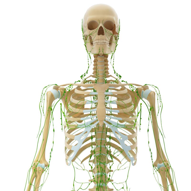 Lymphatic System of Female Body Skeleton Side View Stock Illustration ...