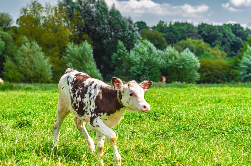 Front View of Small Calf Walking on Pasture with Green Grass. Blurred ...