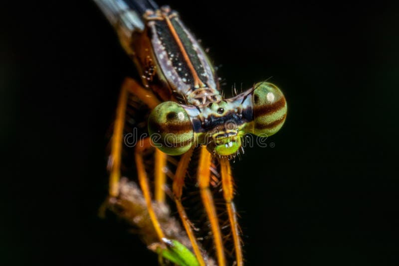 Front View of a Small Dragonfly Stock Image - Image of plant ...