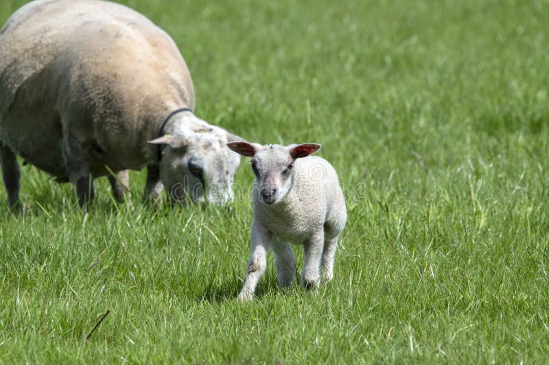Front View of a Small Lamb at Amsterdam the Netherlands 5-5-2024Two ...