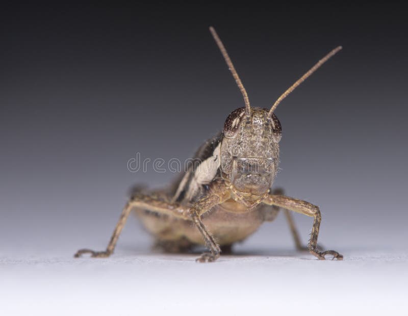 Locust stock photo. Image of insects, migratory, horticulture - 9759578