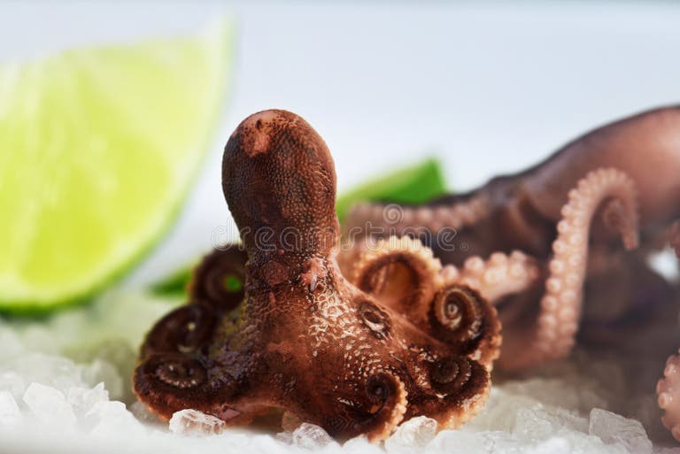 133 Octopus Front View Stock Photos - Free & Royalty-Free Stock Photos ...