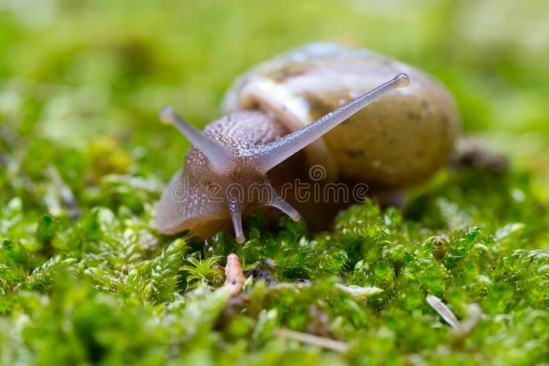 Front View Snail with Shell and Tentacles on Green Surface Stock Image ...