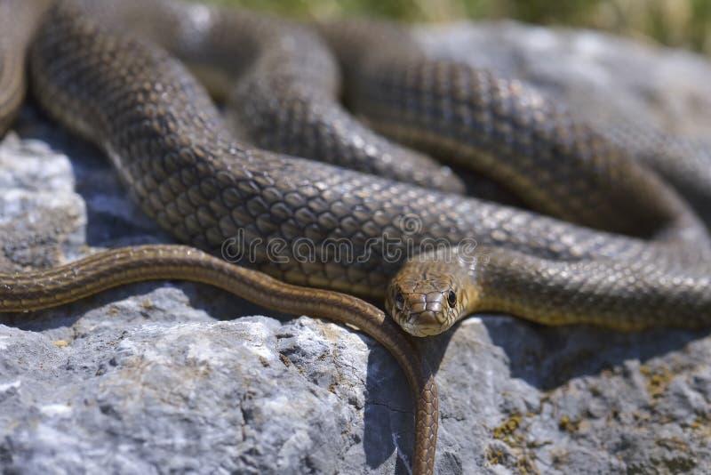 Front View of a Snake on a Rock Stock Image - Image of front, direct ...