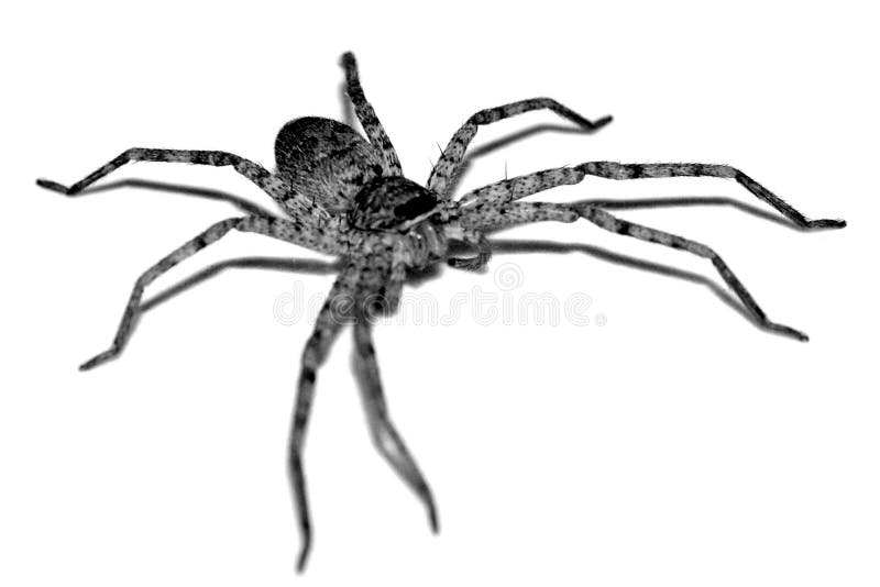 A front view of spider. stock image. Image of arachnoid - 202514901