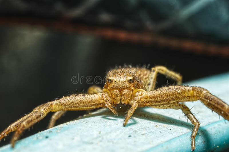 Front View of a Spider in Macro Stock Photo - Image of fragility ...