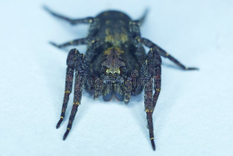 Front View Spider Stock Photos - Download 1,133 Royalty Free Photos