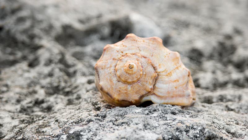 Seashell stock image. Image of seashell, beautiful, leisure - 7161823