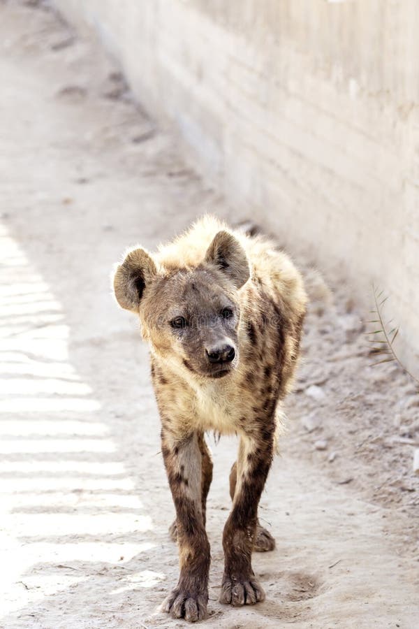 180 Spotted Hyena Side View Stock Photos - Free & Royalty-Free Stock ...