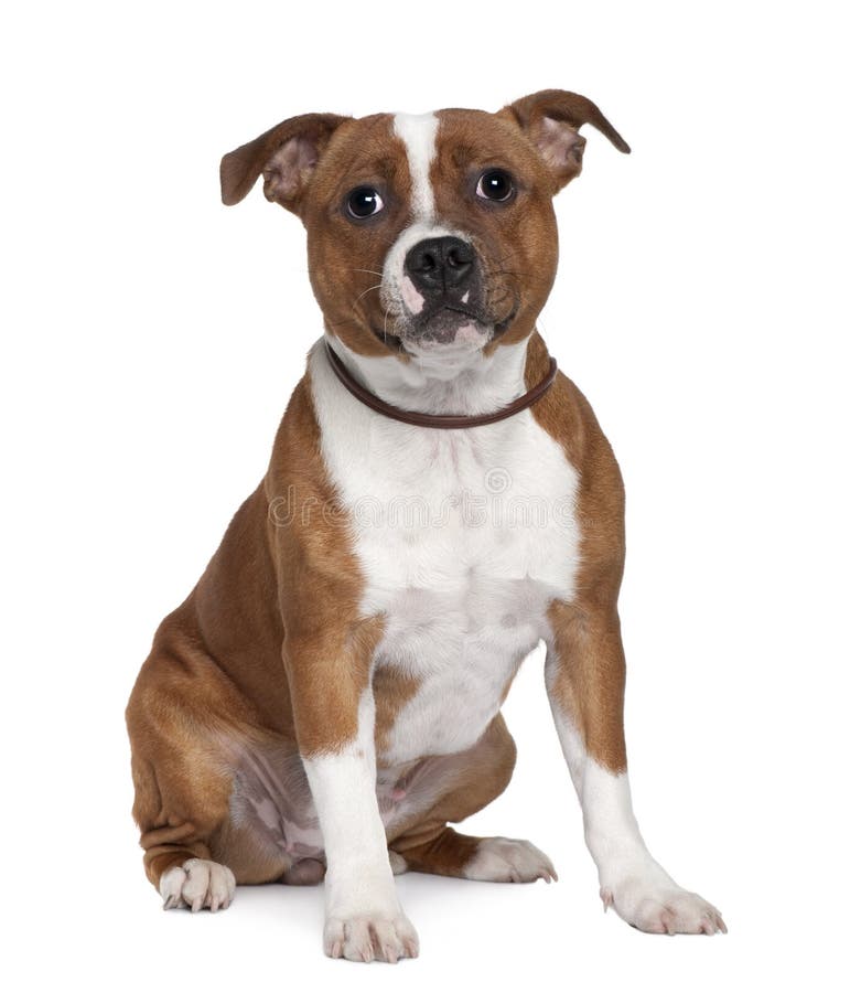 Front View of Staffordshire Bull Terrier Sitting Stock Image - Image of ...