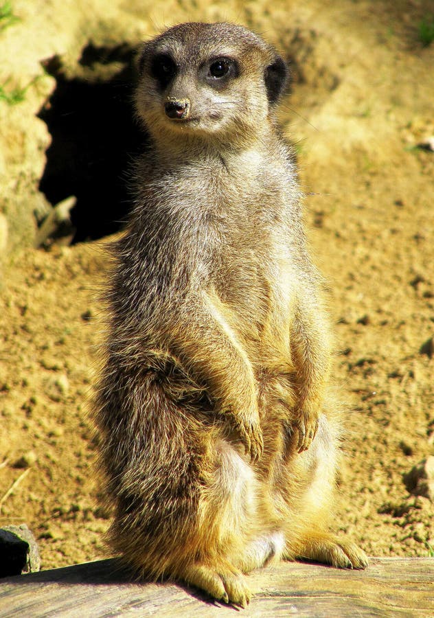 A Meerkat, Suricata Suricatta, Also Called Surikate or Obsolete ...