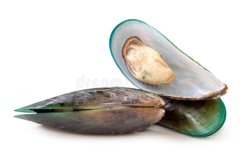 Front View of Steamed or Cooked Green Mussels in Stack Isolated on ...