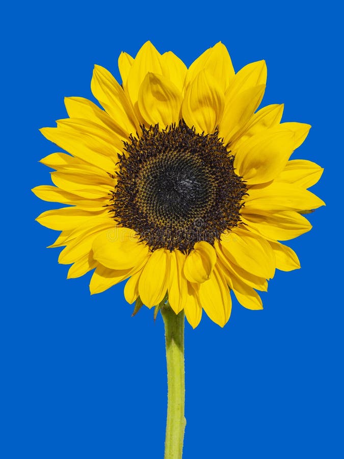 Front View of a Sunflower in Full Bloom on Blue Background Stock Image ...