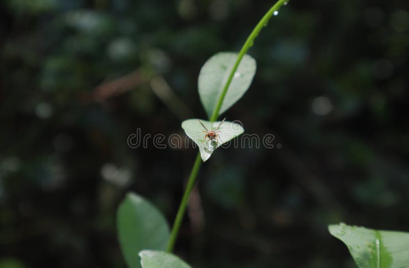 Front View of an Angry Faced Paper Wasp Insect with the Raised Wings ...