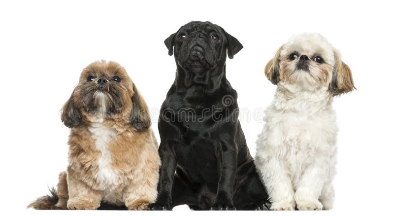 Front View of Three Dogs Sitting in a Row, Isolated Stock Image - Image ...