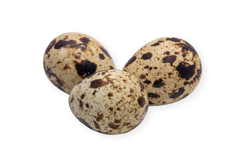 Front View of Three Quail Eggs Isolated on a Transparent Background ...