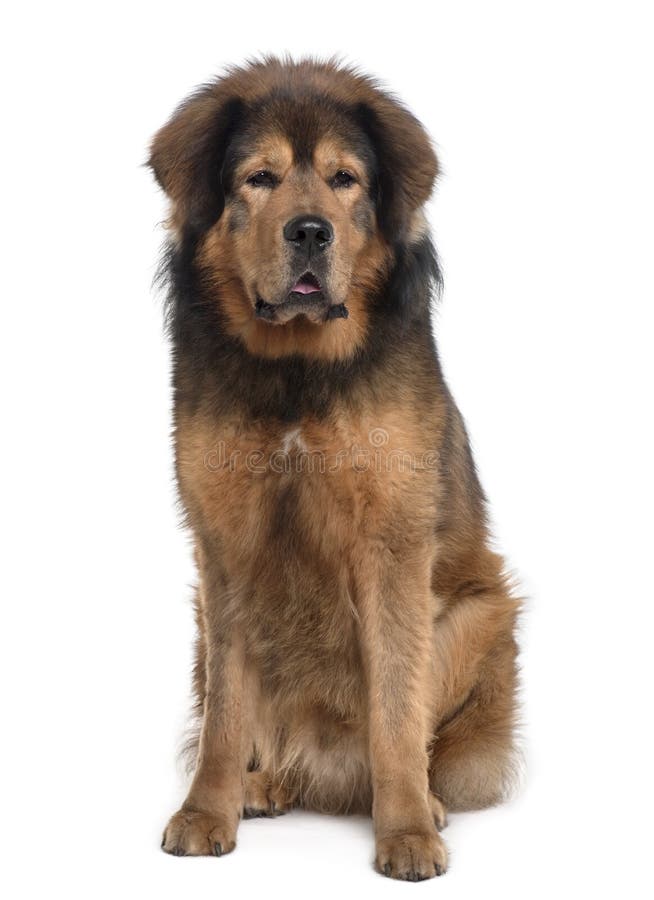 Front View of Tibetan Mastiff, Sitting Stock Photo - Image of attentive ...