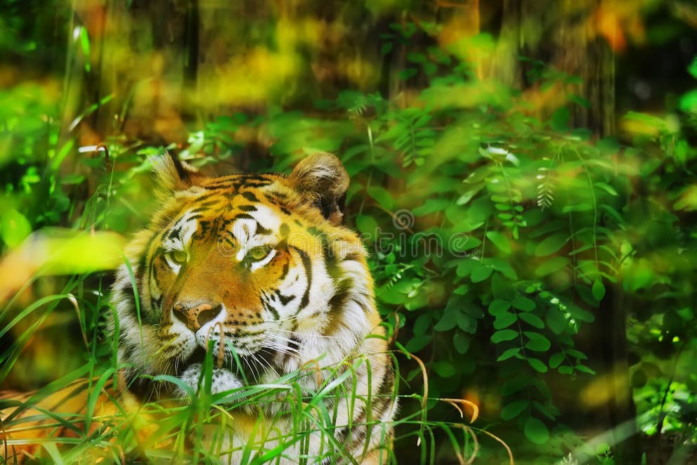 Front view of a tiger stock photo. Image of wildcat, tiger - 56527746