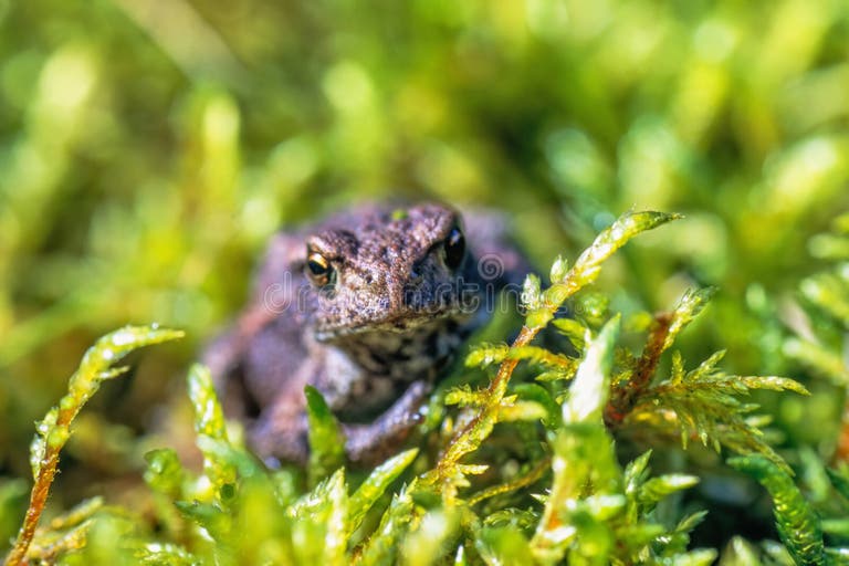 Front View at a Toad in Green Moss a Sunny Spring Day Stock Photo ...