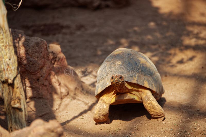 Front View of a Tortoise in Brown Color Stock Photo - Image of copy ...