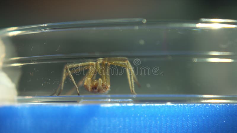 Front View of Trapped Calm Spider, Lab Scene Stock Video - Video of ...