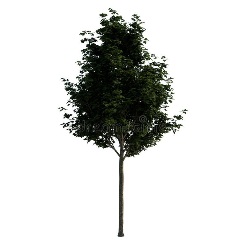 Front View Tree Young Common Maple 1 White Background 3D Rendering ...