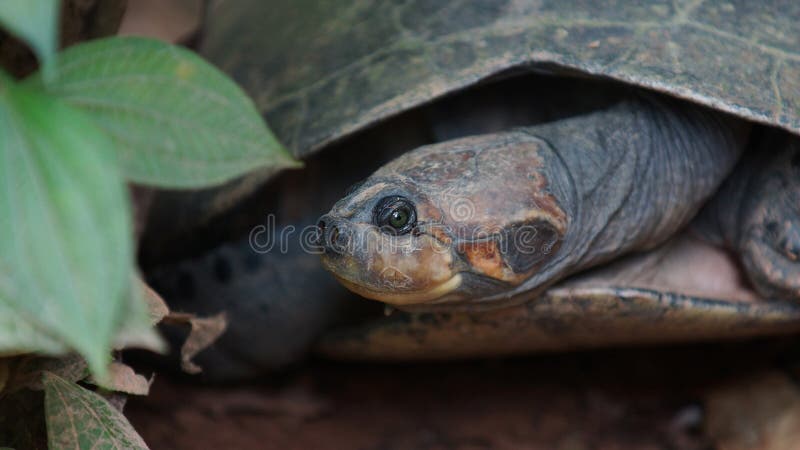 Cute Turtle Inside Its Shell Stock Photos - Free & Royalty-Free Stock ...