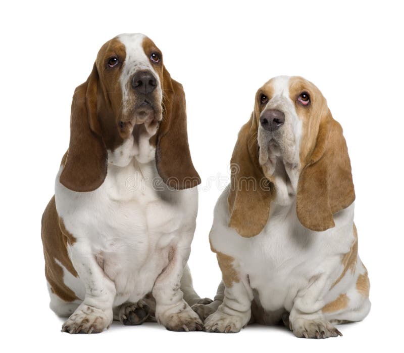 Front View of Two Basset Hounds, Sitting Stock Photo - Image of dogs ...