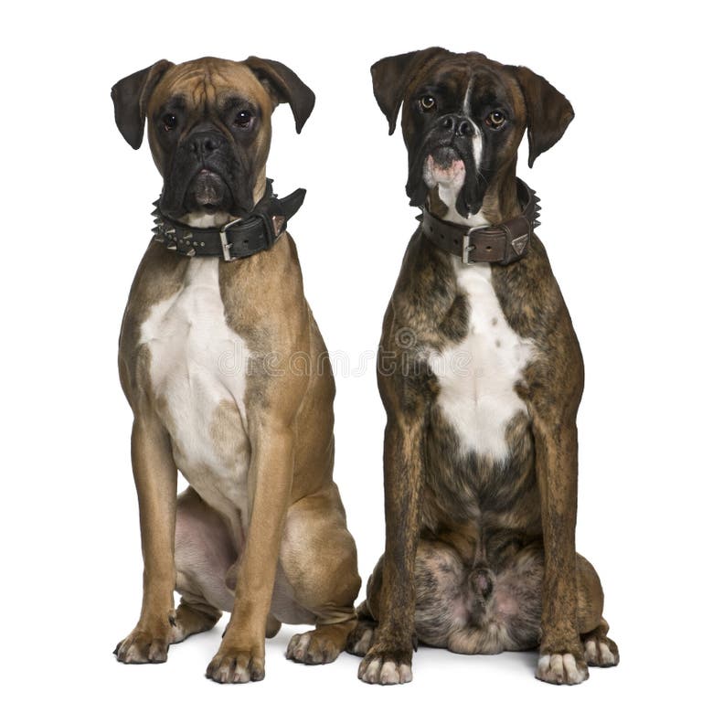 3,394 Boxer Dogs Stock Photos - Free & Royalty-Free Stock Photos from ...