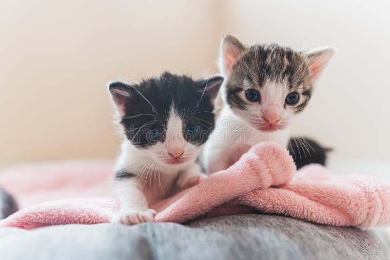 Front View of Two Newborn Kittens with White Muzzle Looking into the ...