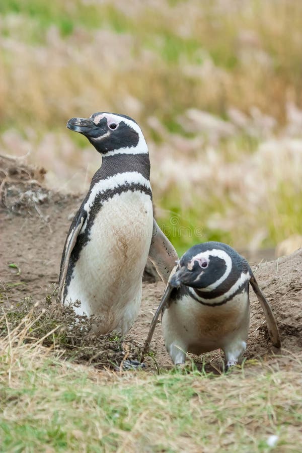 Front view of penguin stock image. Image of fauna, aquatic - 50793107