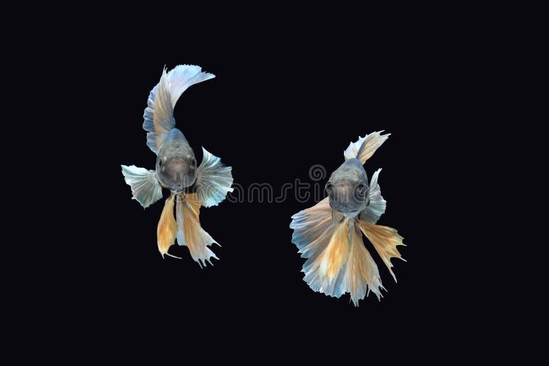 Front View Two Pineapple Blue Yellow Halfmoon Betta Siamese Fighting ...