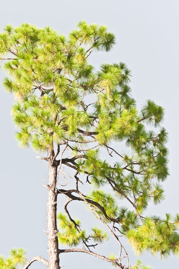 Southern Pine Tree with Gray, Thunder Clouds As Background Stock Image ...