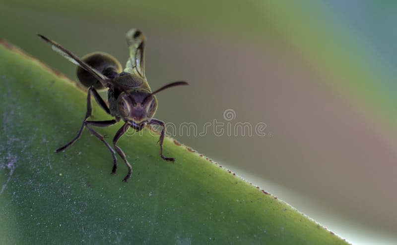 Front View of a Wasp on a Leaf Blade Stock Photo - Image of wasp ...