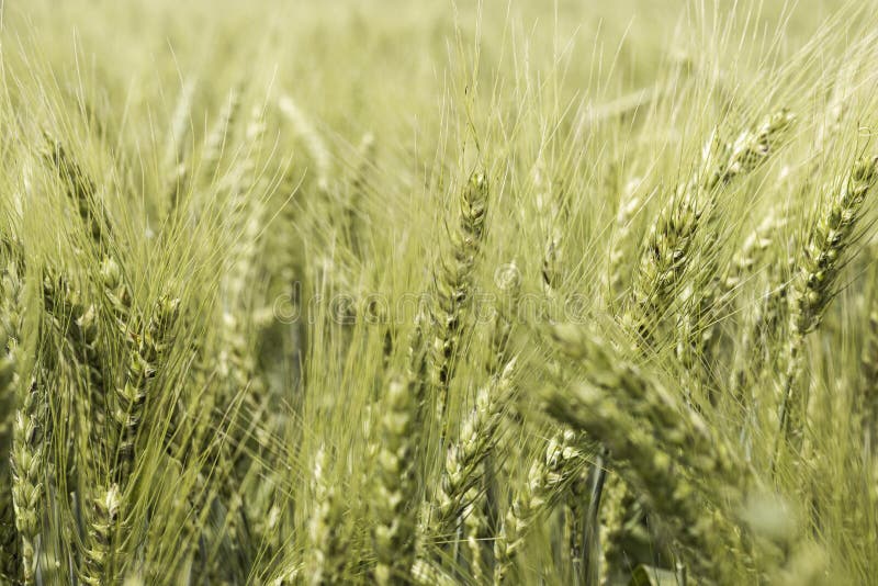 Front View Wheat Field. High Quality Photo Stock Image - Image of earth ...