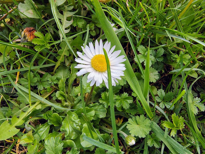 Front View of the White Flower Against Green Grass Background Stock ...